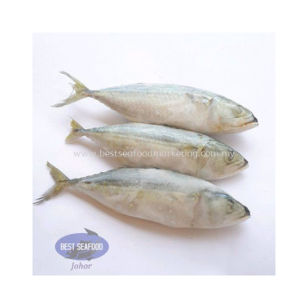 Buy Kembong / 甘邦鱼 1kg± Supplier & Wholesale Online Malaysia - Best ...