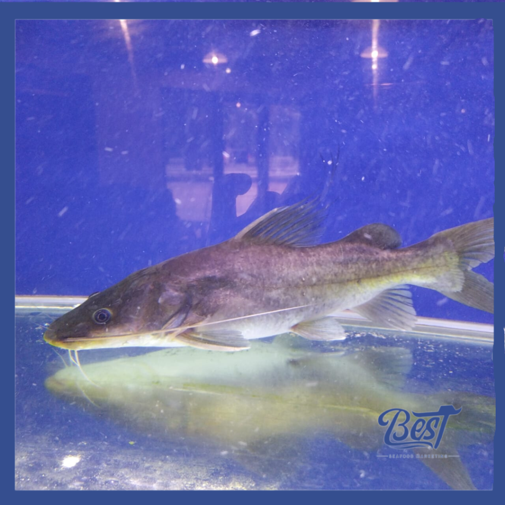 Buy River Catfish / 白苏公 / Baung Supplier & Wholesale Online Malaysia ...