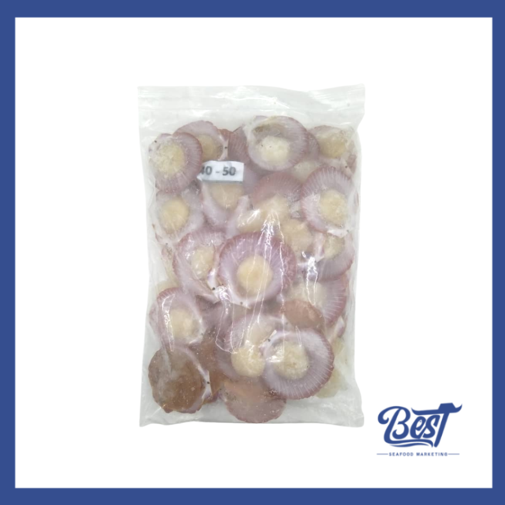 Buy Pink Scallop Half Shell / 半壳彩色扇贝 (Size 30-40) 500g Supplier ...