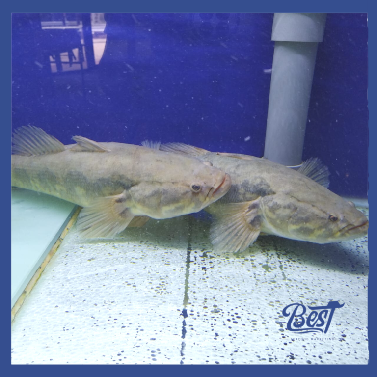 Buy Soon Hock / 顺壳 (笋壳) Supplier & Wholesale Online Malaysia - Best ...