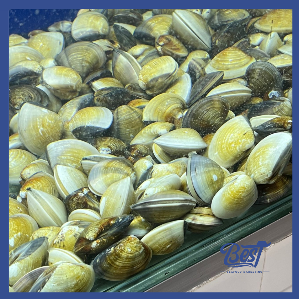 Buy Kepah / 甲巴 1kg± Supplier & Wholesale Online Malaysia - Best Seafood ...